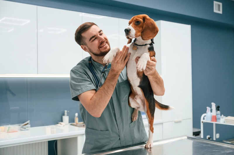 How Can Internal Vet Med Improve Your Pet’s Golden Years? - Go Vagrien