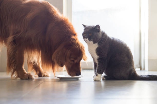 How Do Animal Hospitals Handle Pet Emergencies? - Go Vagrien