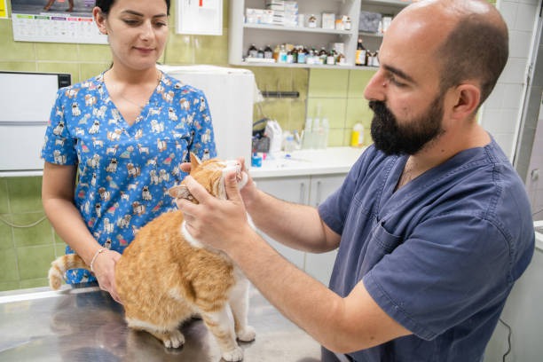 What Recovery Tips Should Pet Owners Follow Post-Surgery? - Go Vagrien