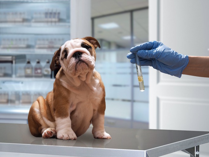 What Lab Tests Does My Pet Need and Why Are They Important? - Go Vagrien